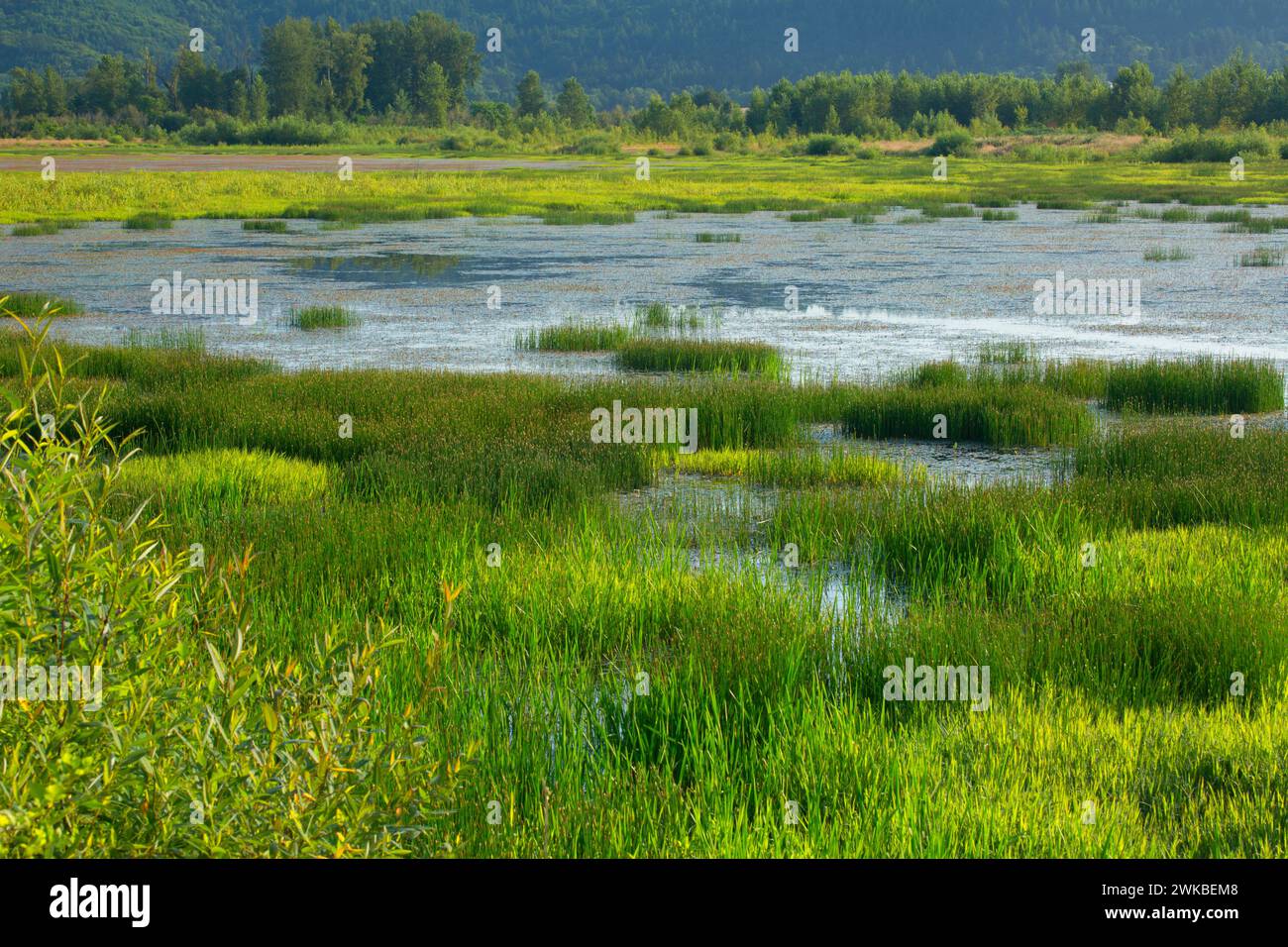 Eagle Marsh, Ankeny National Wildlife Refuge, Oregon Stock Photo - Alamy