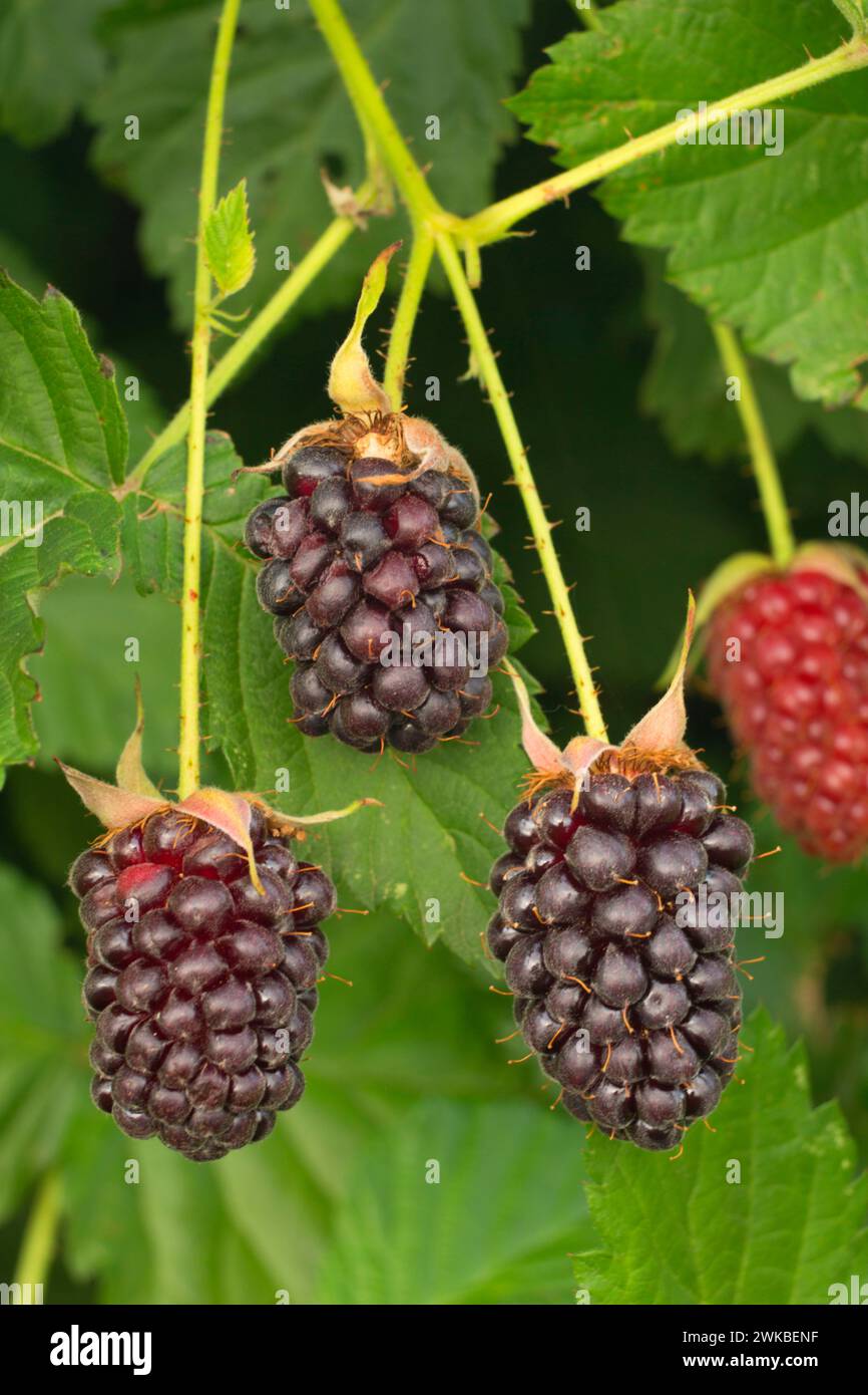 Boysenberry hi-res stock photography and images - Alamy