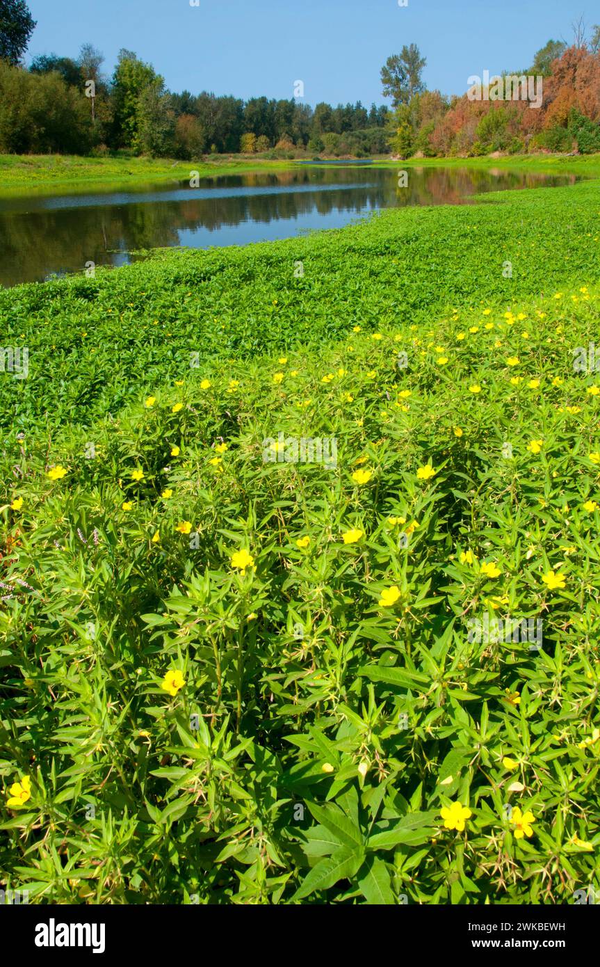 Windsor Island Slough near Willamette River, Willamette Mission State ...