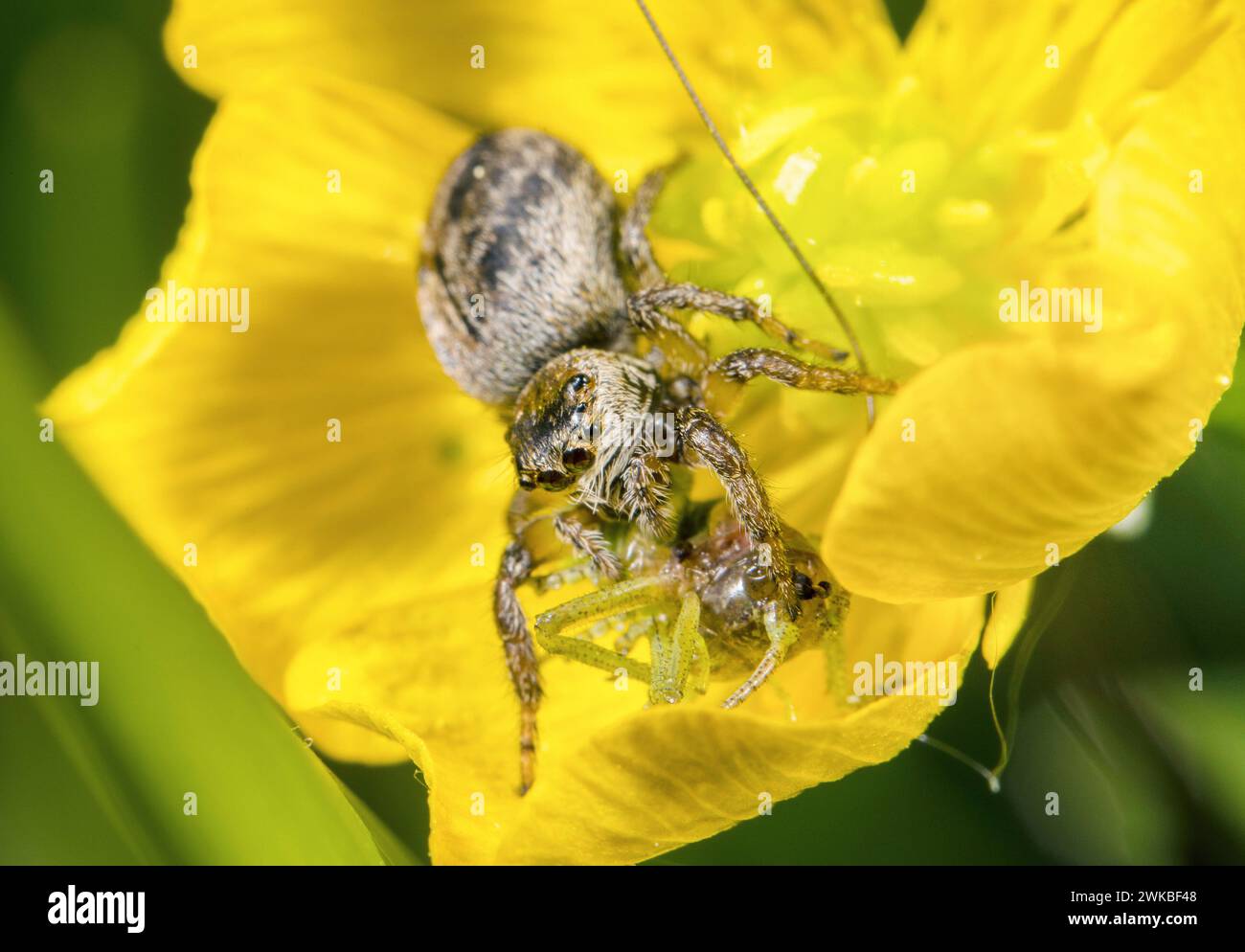 Jumping spider (Evarcha arcuata, Evarcha marcgravi), with prey on a ...