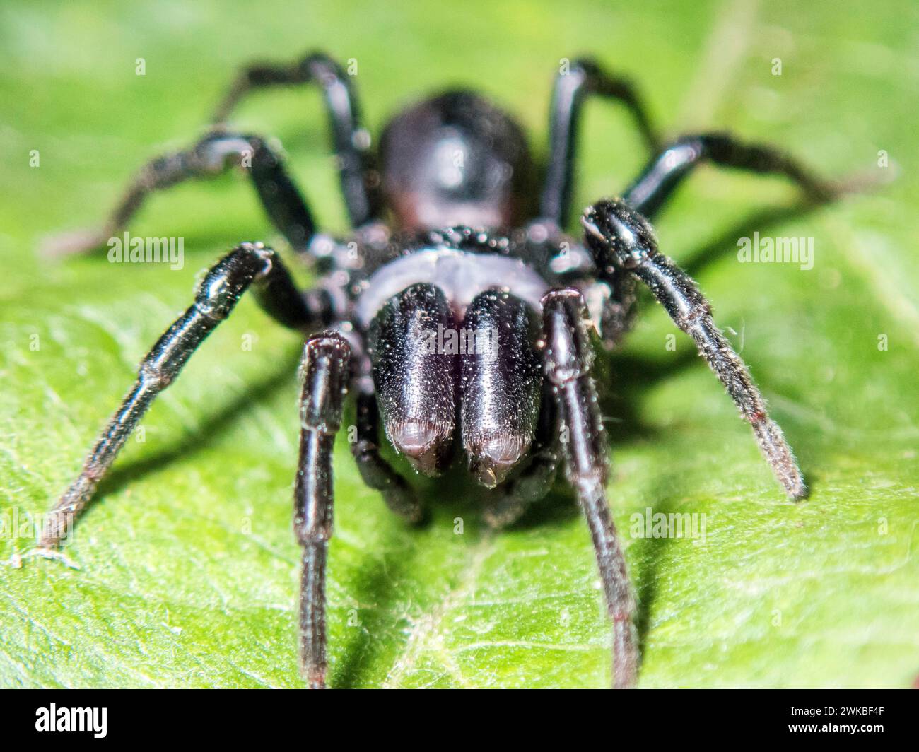 mygalomorph spider (Atypus piceus), front view, Germany Stock Photo - Alamy