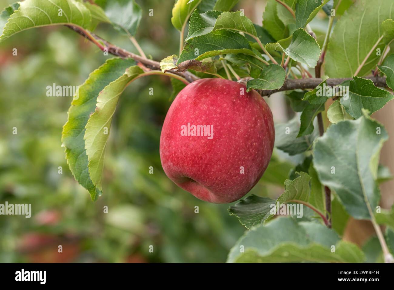 apple (Malus domestica 'Rosy Glow', Malus domestica Rosy Glow ...