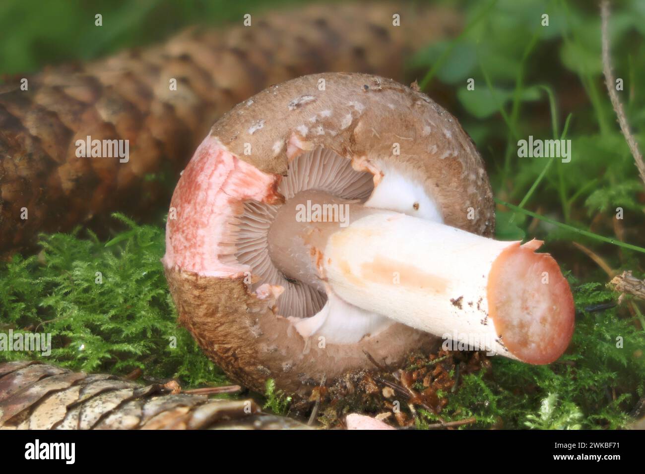 brown wood mushroom, blushing wood mushroom (Agaricus silvaticus), under spruces with partially ...