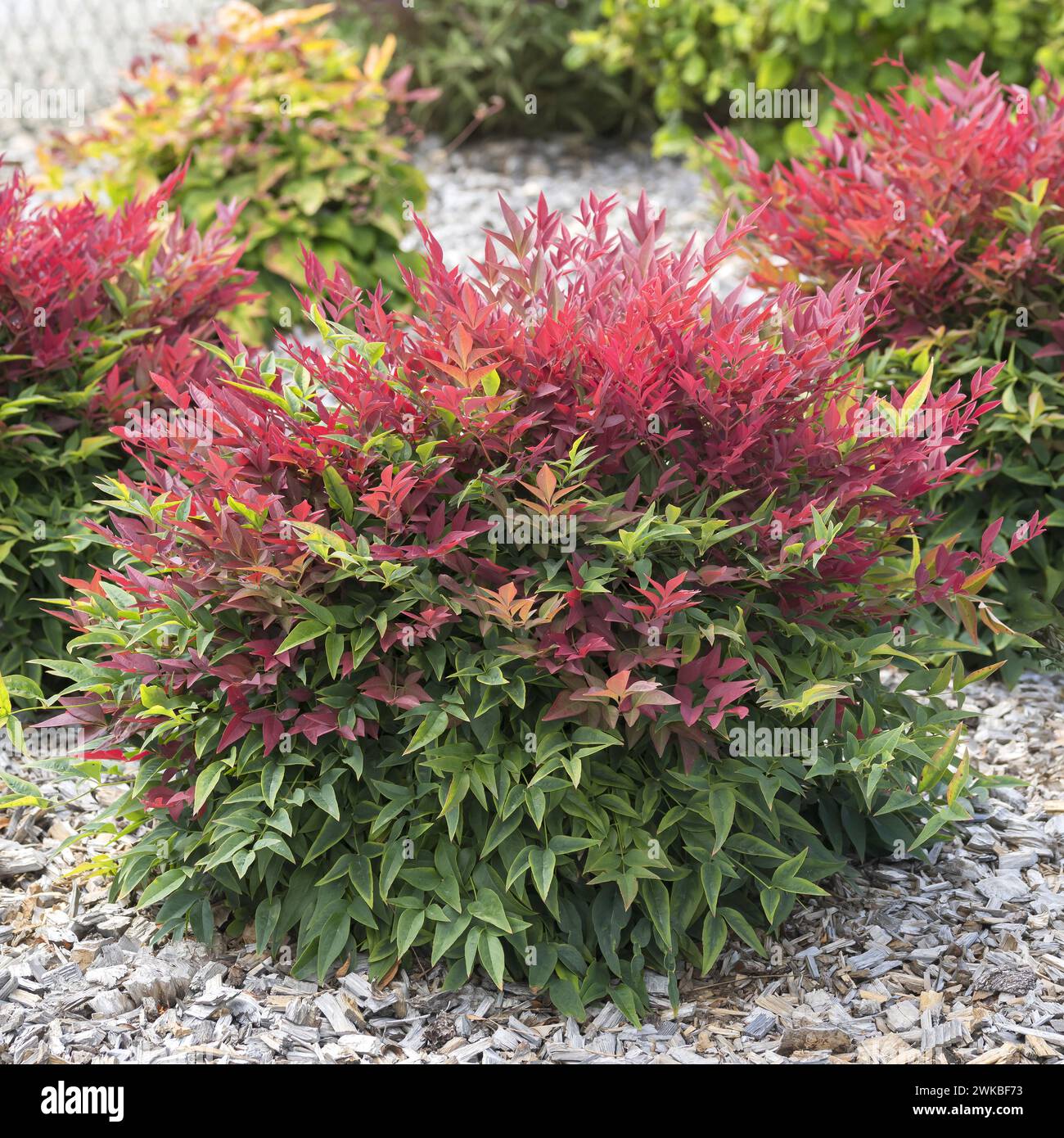 Nandina, Heavenly Bamboo, Sacred Bamboo (Nandina domestica 'Obsessed', Nandina domestica ...