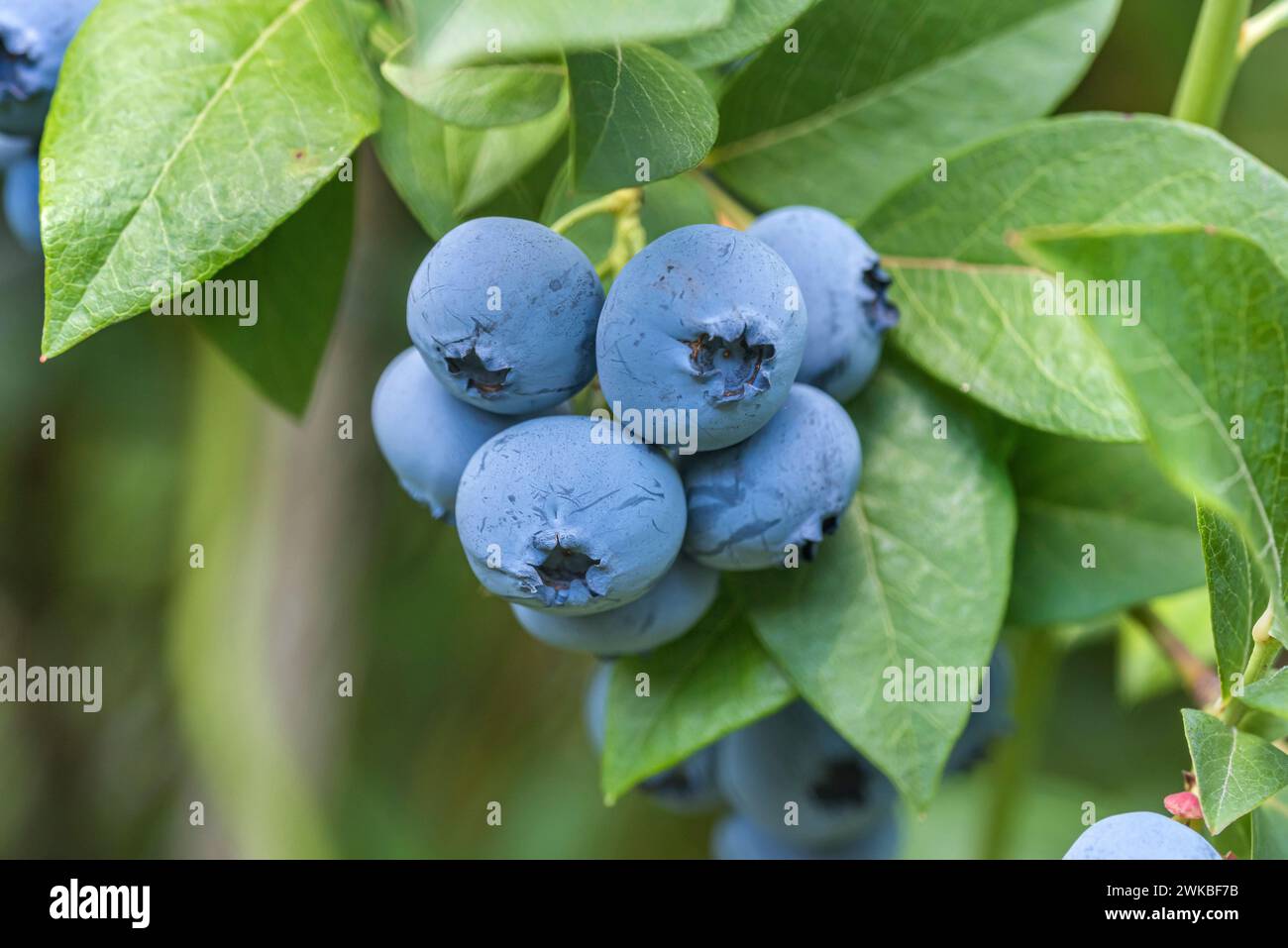 high blueberry, highbush blueberry, swamp blueberry (Vaccinium ...