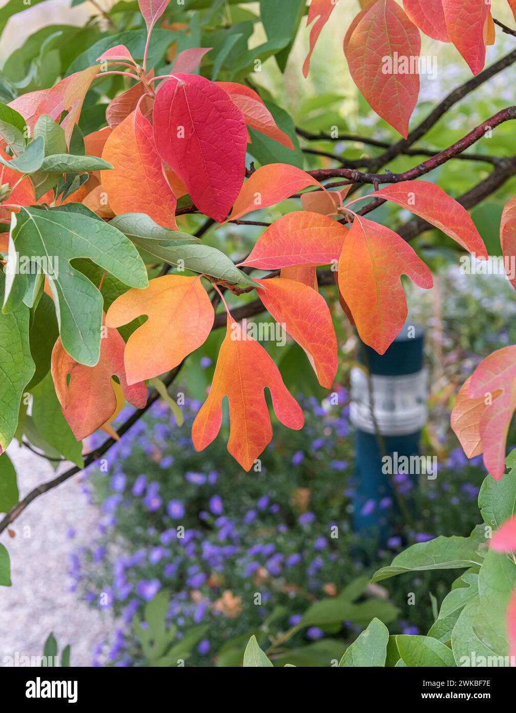 Sassafrases hi-res stock photography and images - Alamy