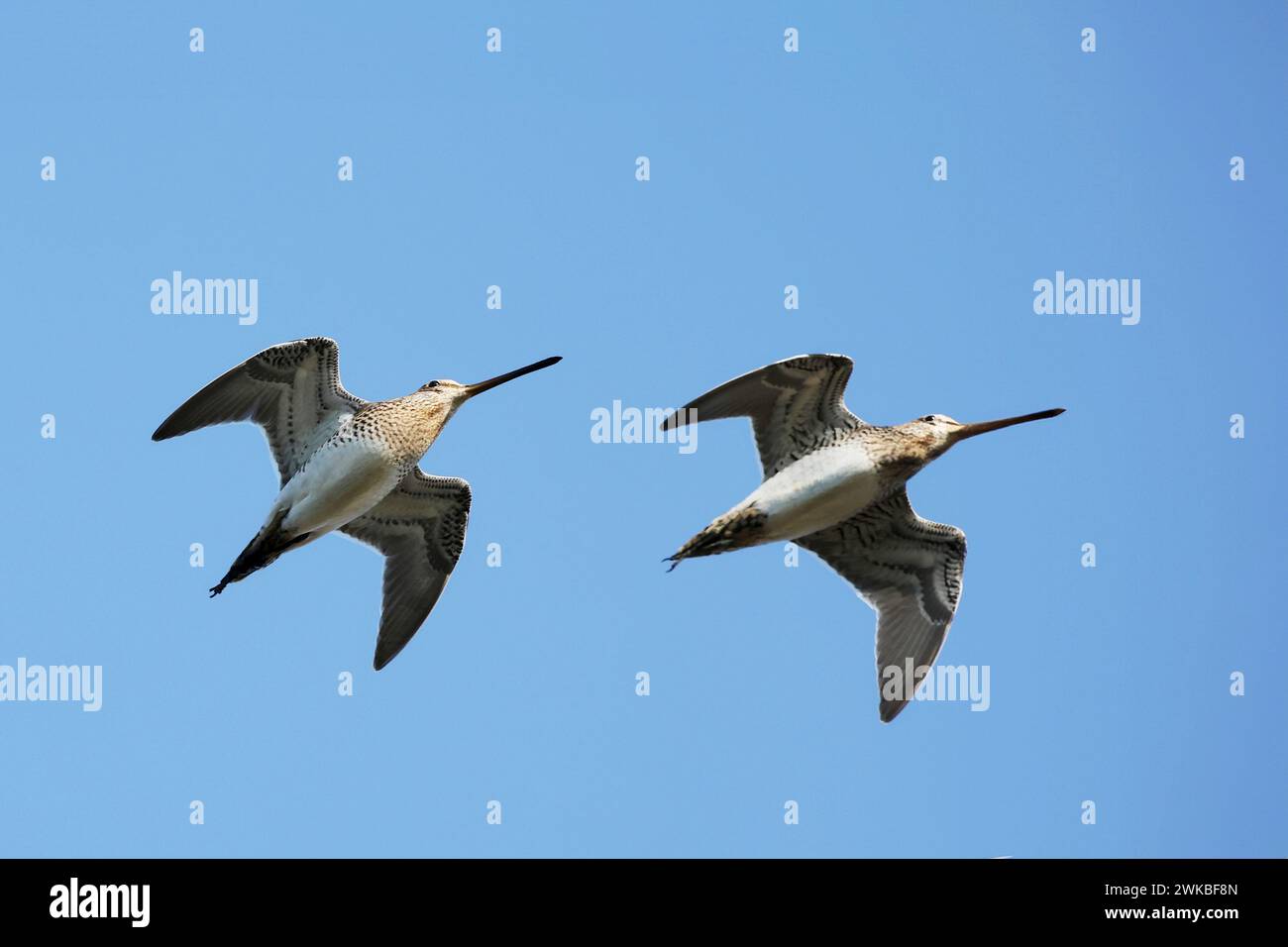 common snipe (Gallinago gallinago), two snipes in flight, Germany ...