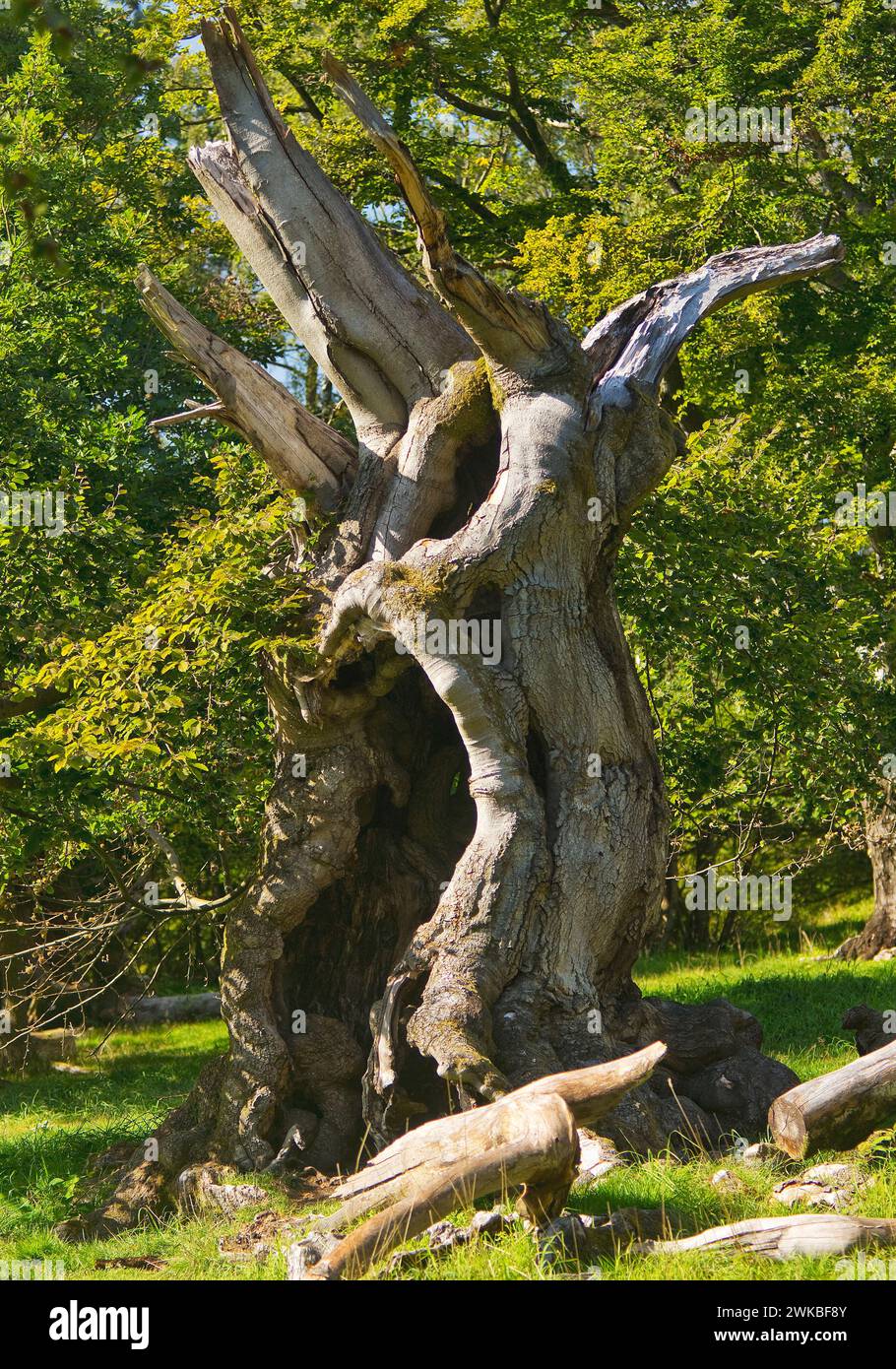 common beech (Fagus sylvatica), dead tree in Hutewald Halloh, Germany ...
