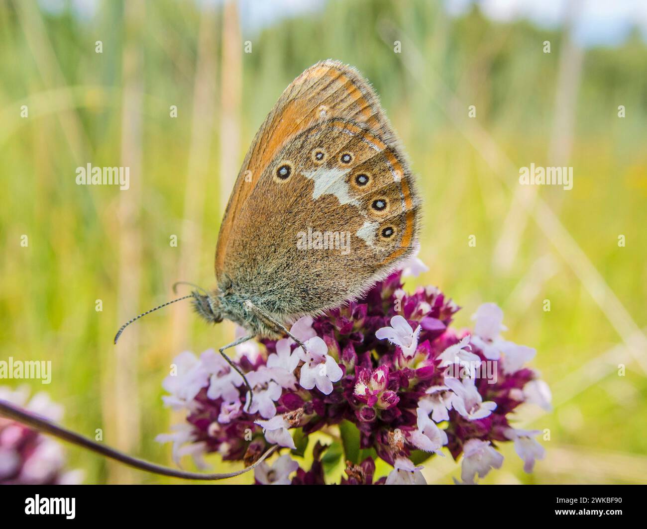 Chestnut heath (Coenonympha glycerion, Coenonympha iphis), sitting on ...