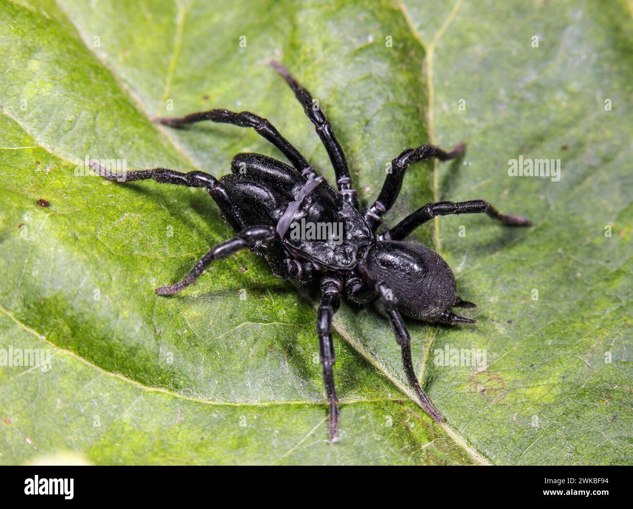 mygalomorph spider (Atypus piceus), sitting on a leaf, Germany Stock ...