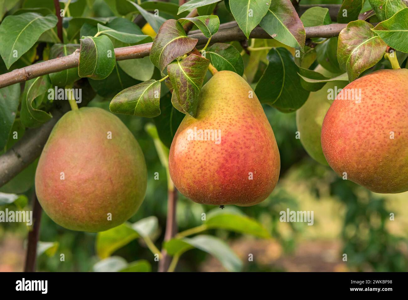 Common pear (Pyrus communis 'Nordhaeuser Winterforelle', Pyrus communis ...