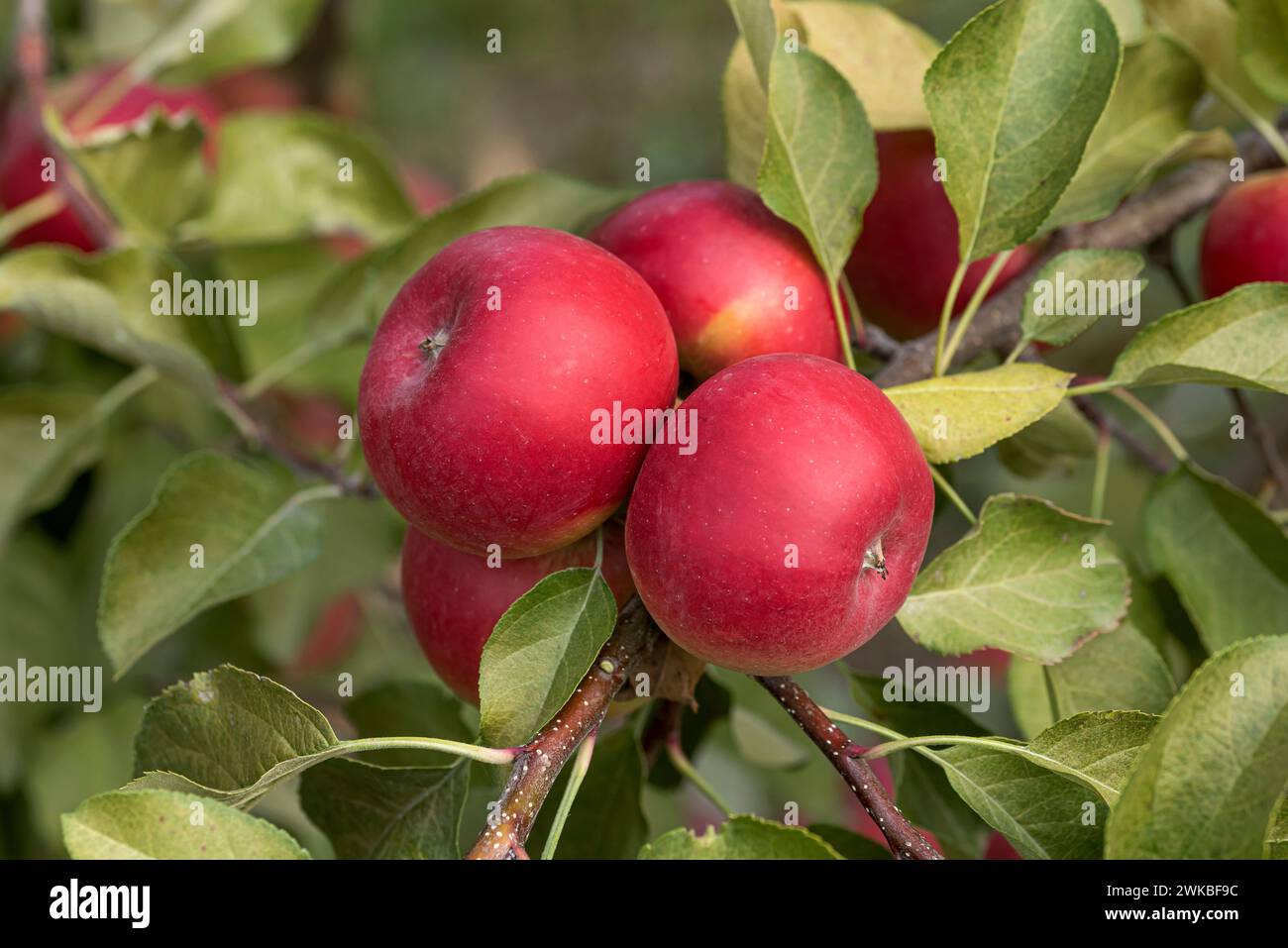 apple (Malus domestica 'Red Topaz', Malus domestica Red Topaz ...
