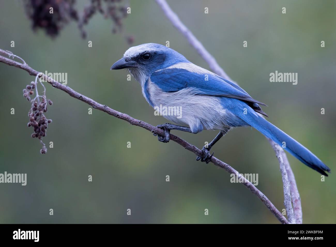 Scrub jay (Aphelocoma coerulescens), male sitting on a branch, USA ...