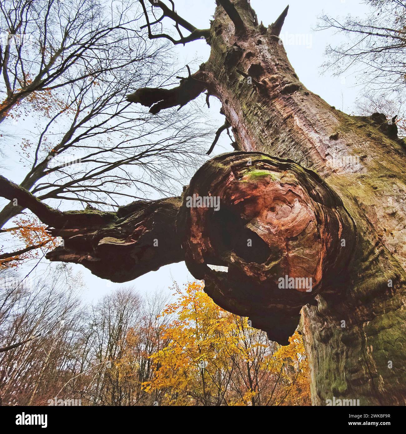 dead old tree in the Sababurg primeval forest in autumn, Germany, Hesse ...