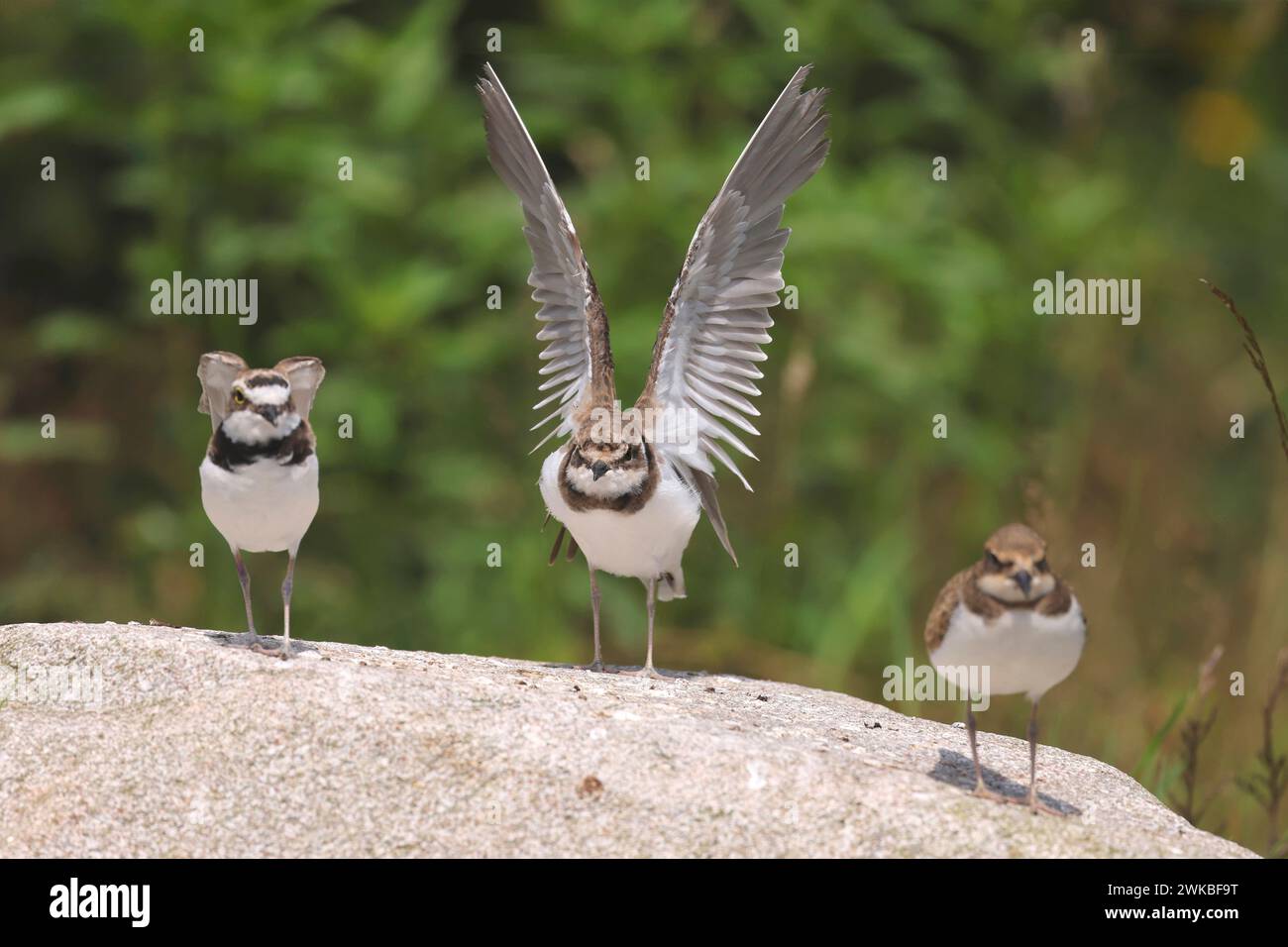 little ringed plover (Charadrius dubius), three little ringed plover ...