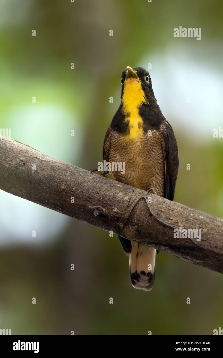 Yellow throated cuckoos hi-res stock photography and images - Alamy
