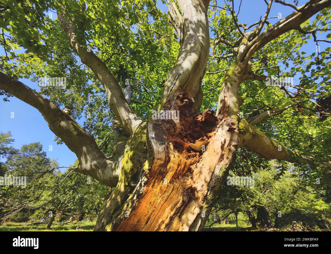 common beech (Fagus sylvatica), old beech in Hutewald Halloh, Germany ...