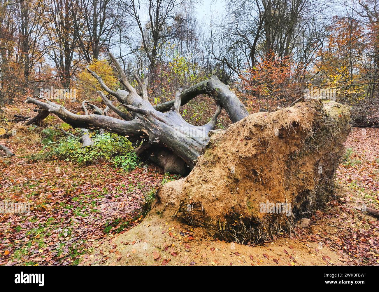 Fallen tree in the Sababurg primeval forest in autumn, Germany, Hesse ...