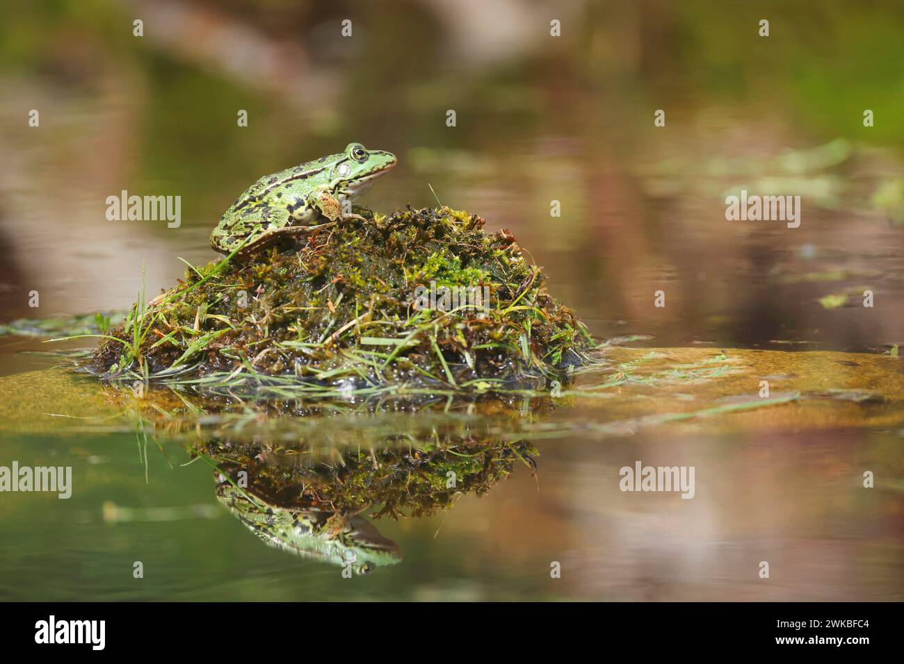 European edible frog, common edible frog (Rana kl. esculenta, Rana ...