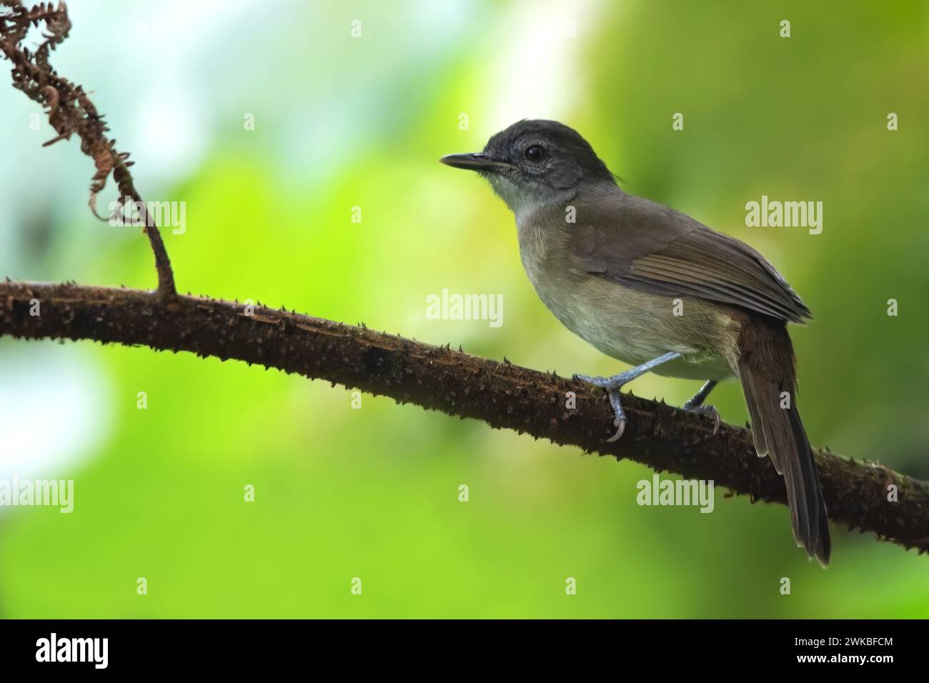 Cameroun bird hi-res stock photography and images - Alamy