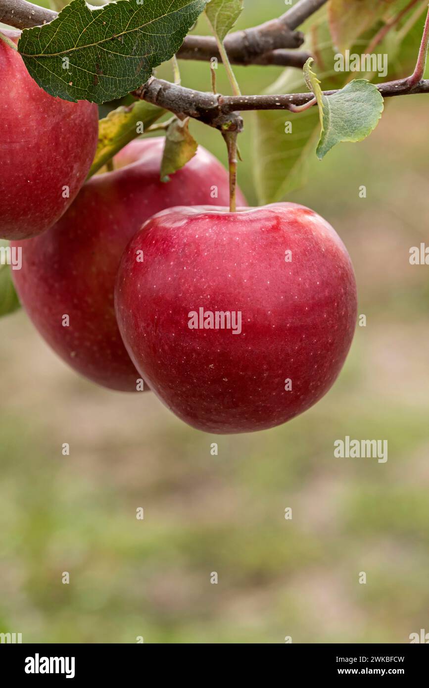 apple (Malus domestica 'Jonagold', Malus domestica Jonagold), cultivar ...