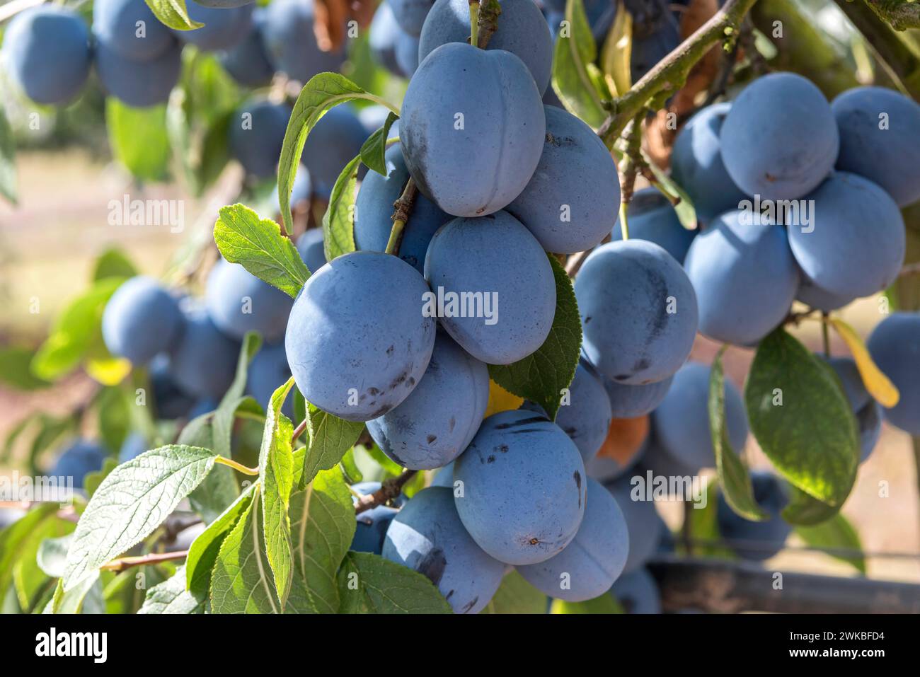 European plum (Prunus domestica 'Topfive', Prunus domestica Topfive ...