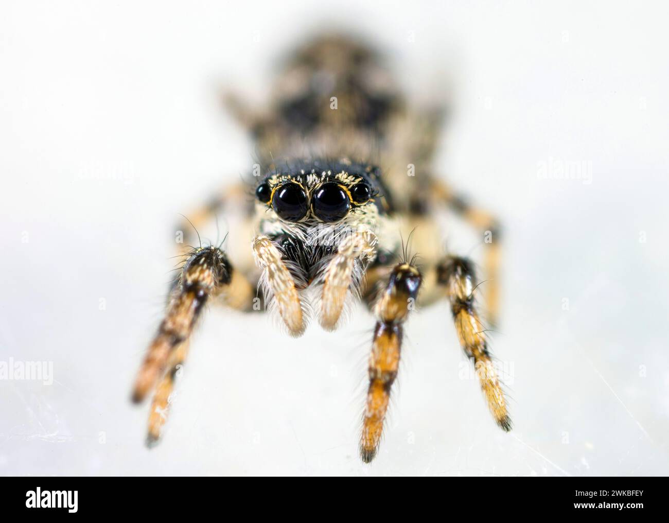 jumping spider (Salticus cingulatus), front view, Germany Stock Photo ...