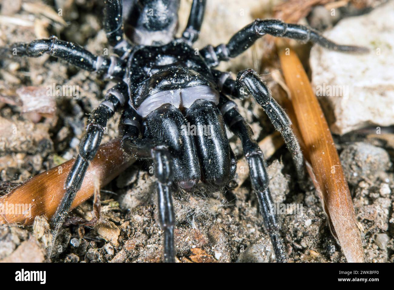 mygalomorph spider (Atypus piceus), front view, Germany Stock Photo - Alamy