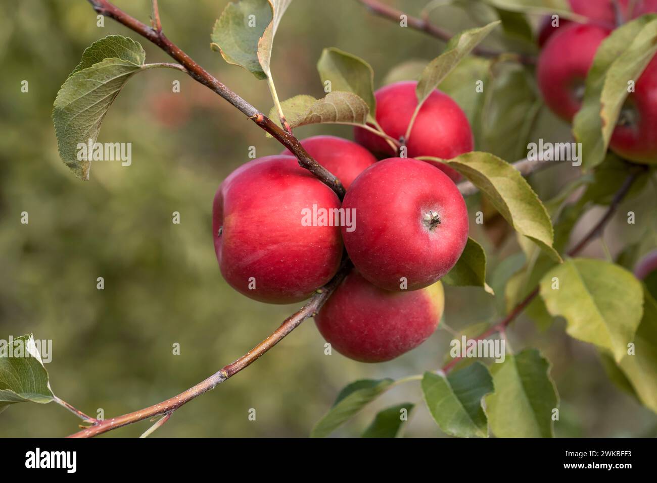 Cultivar topaz hi-res stock photography and images - Alamy