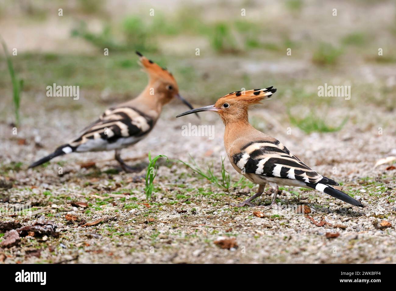 hoopoe (Upupa epops), two hoopoes on the ground looking for food ...