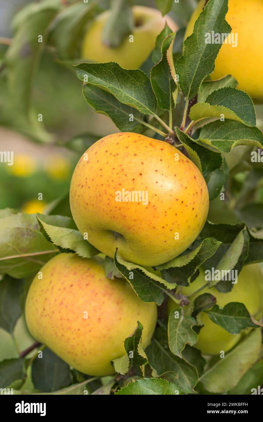 apple (Malus domestica 'Sirius', Malus domestica Sirius), cultivar ...