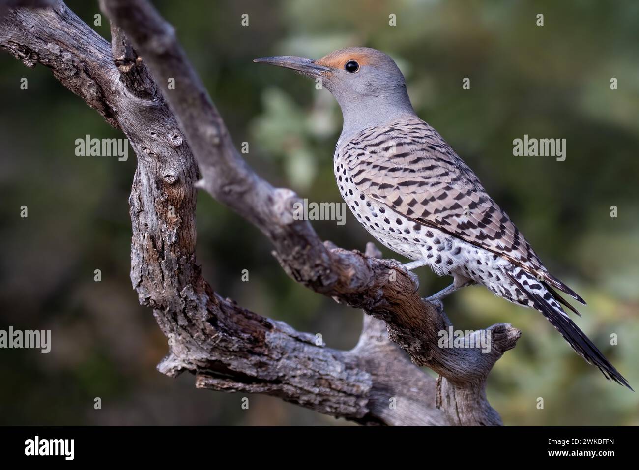 Common flicker (Colaptes auratus), male perched on a branch, USA Stock ...