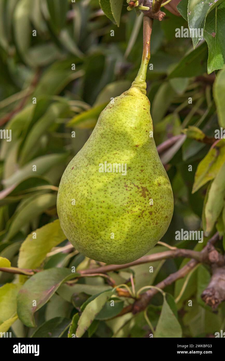 Common pear (Pyrus communis 'Harrow Sweet', Pyrus communis Harrow Sweet ...