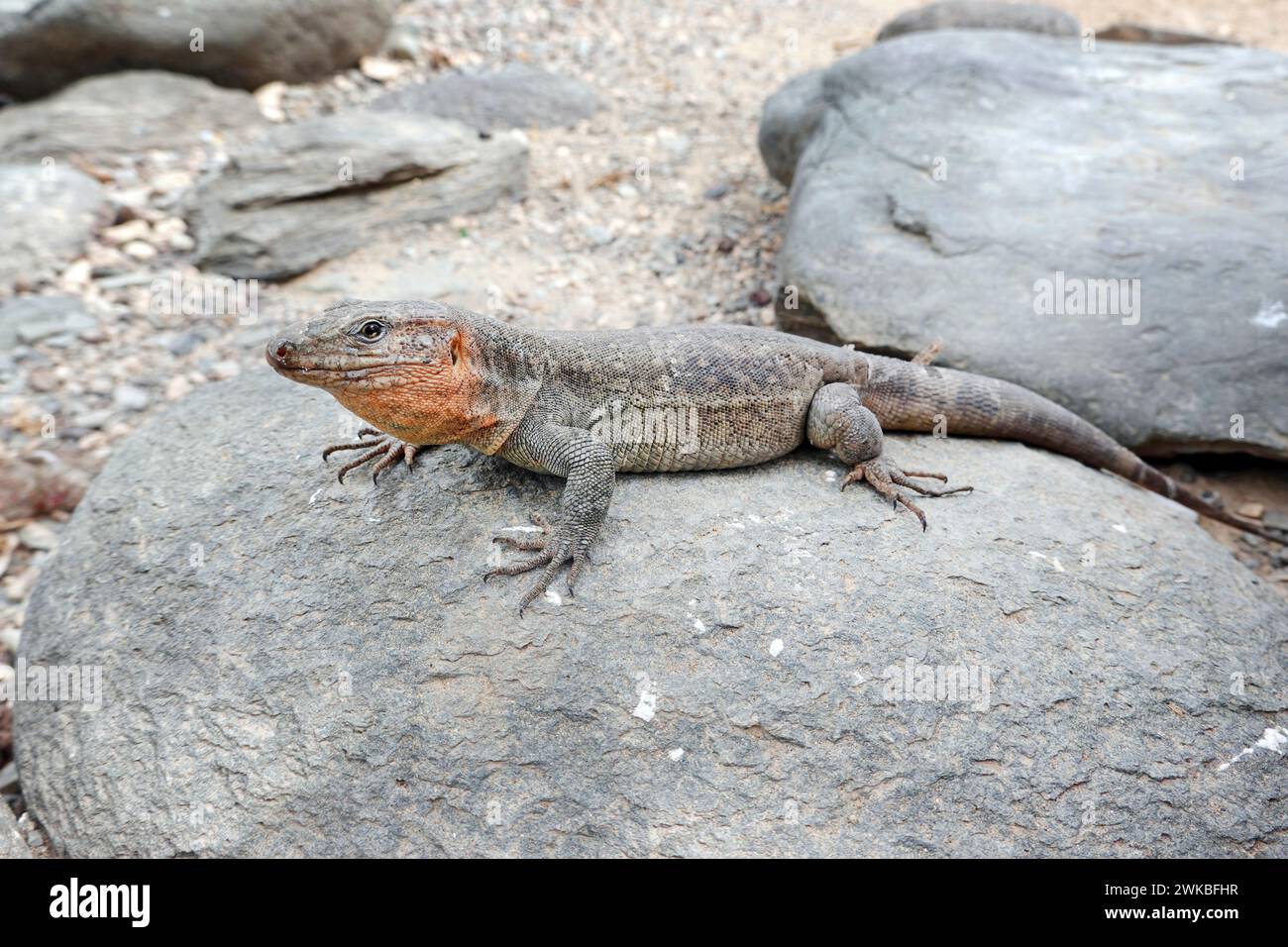 Giant Canary Island Lizard (Gallotia stehlini), lying on a rock, Canary ...