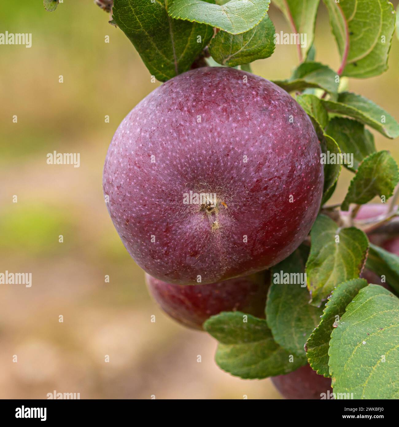 Api apple tree hi-res stock photography and images - Alamy