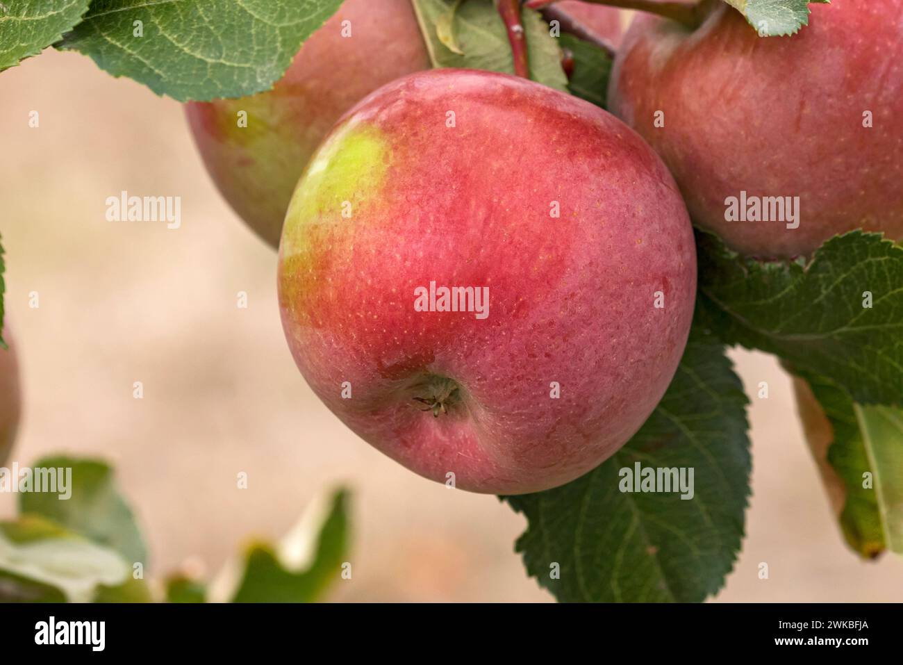 apple (Malus domestica 'Fuji', Malus domestica Fuji), cultivar Fuji ...