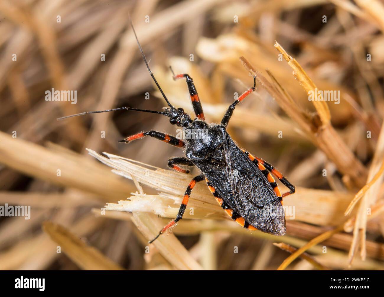 Assassin bug (Rhynocoris annulatus, Rhinocoris annulatus), sitting at a ...