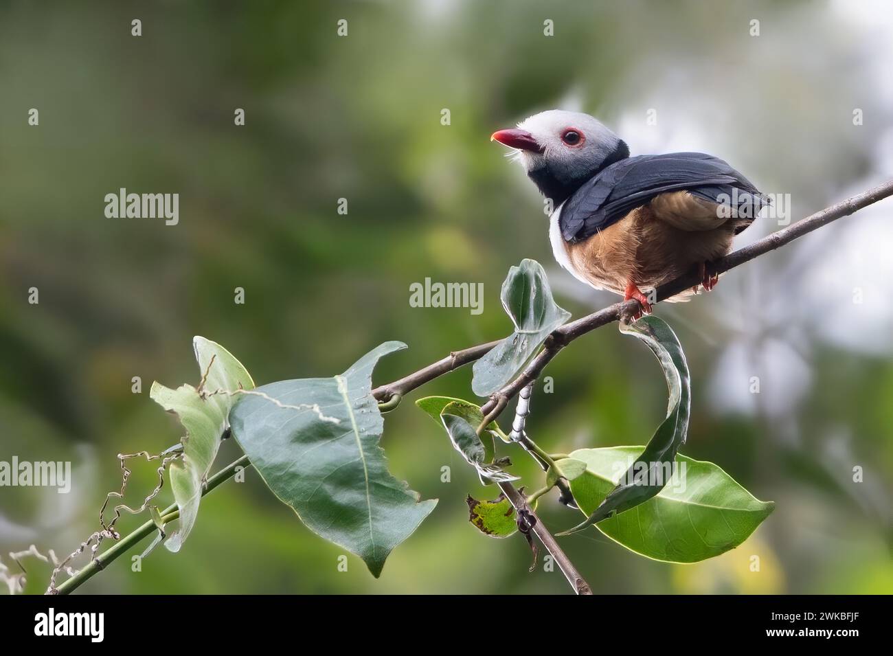 Gabon helmetshrikes hi-res stock photography and images - Alamy