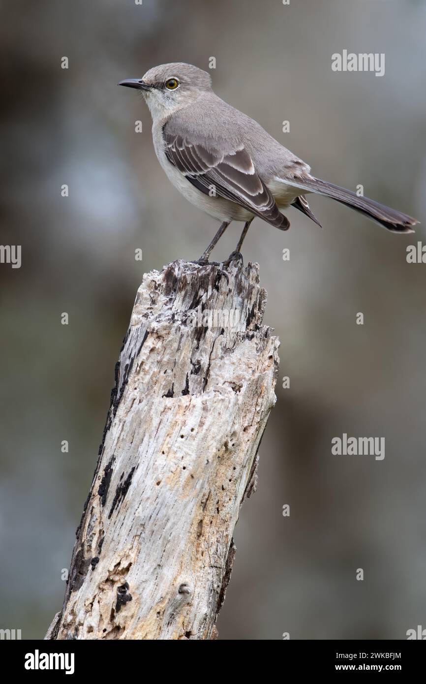 Northern mockingbird (Mimus polyglottos), perched on a dead branch, USA ...