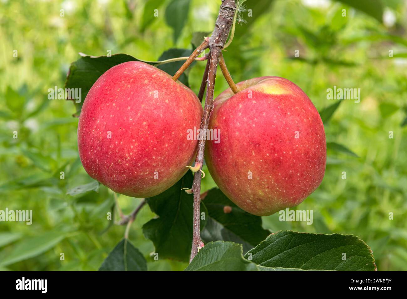 apple (Malus domestica 'Mariella', Malus domestica Mariella), cultivar Mariella Stock Photo - Alamy