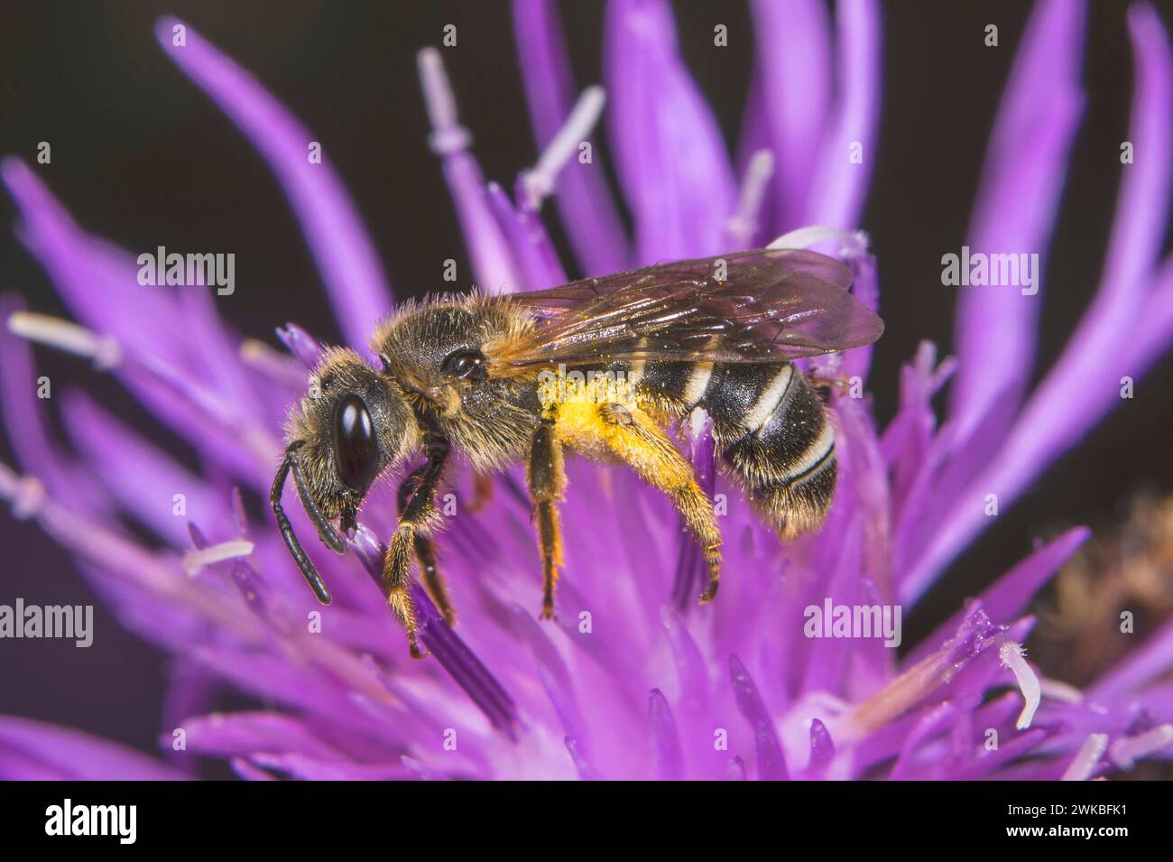Bull headed furrow bees hi-res stock photography and images - Alamy