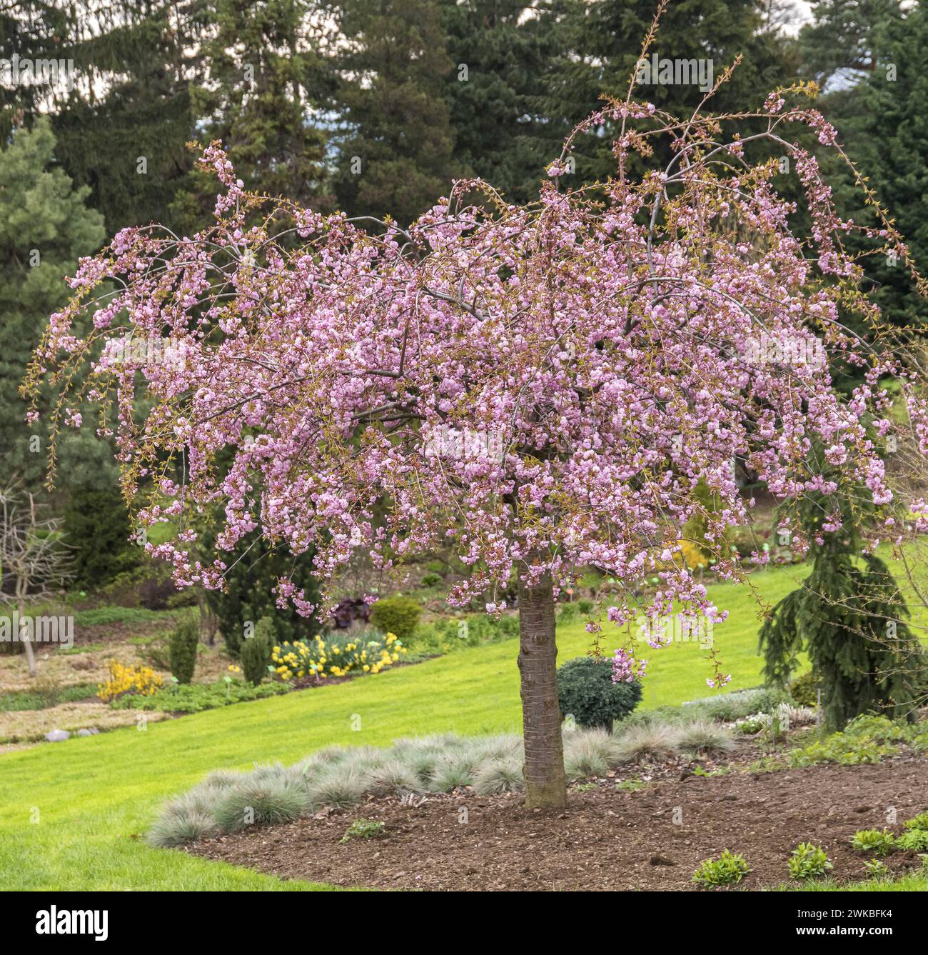 ornamental cherry tree (Prunus 'Kiku-shidare-zakura', Prunus Kiku ...