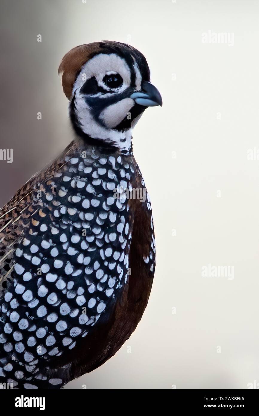 Montezuma's quail, Mearns's quails, harlequin quails, fool quails ...