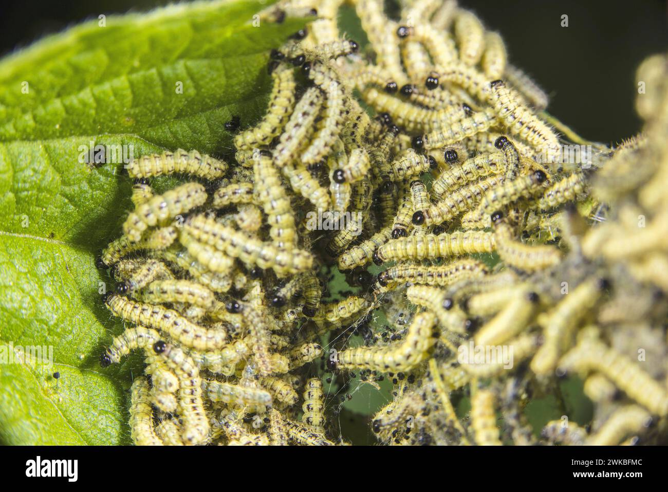 small tortoiseshell (Aglais urticae, Nymphalis urticae), young ...