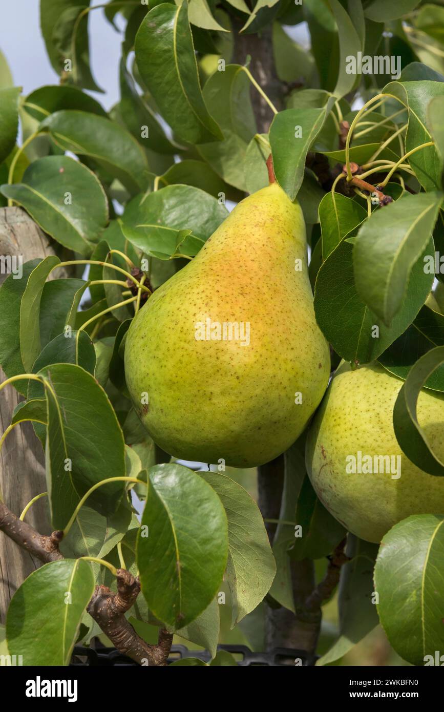 Pyrus condo hi-res stock photography and images - Alamy