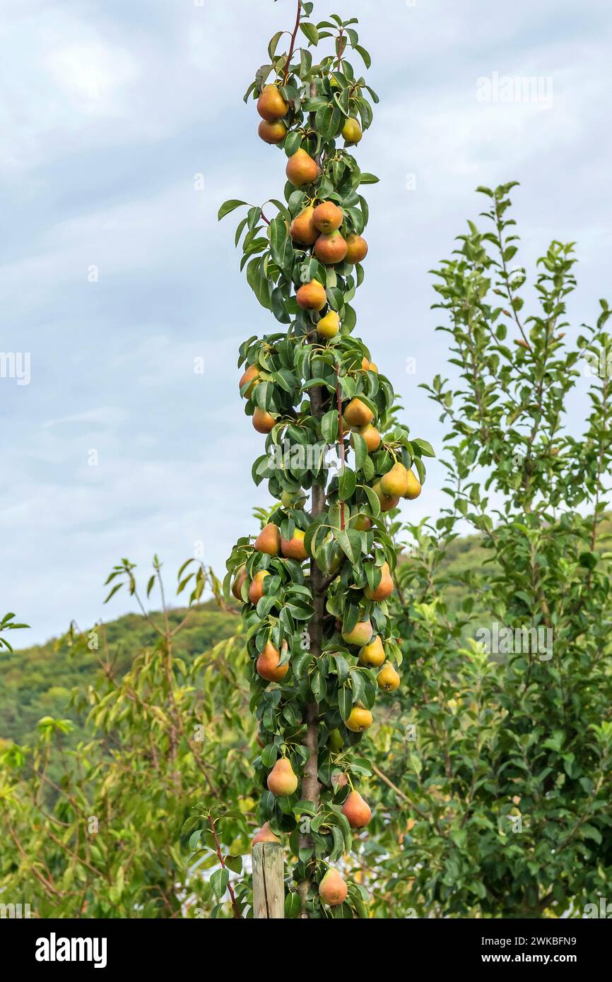 Common pear (Pyrus communis 'Decora', Pyrus communis Decora), cultivar ...