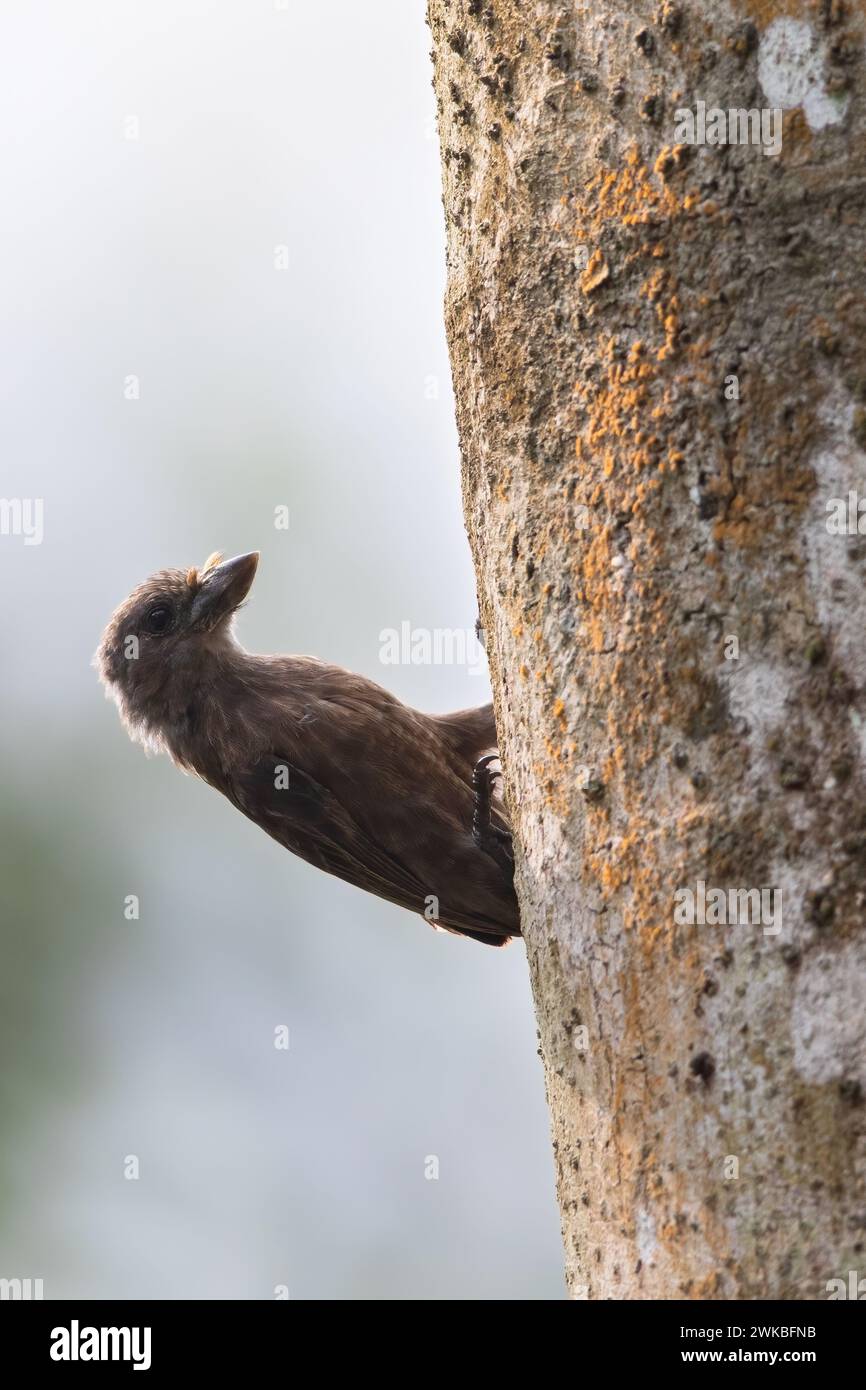 grey-throated barbet (Gymnobucco bonapartei), perched on the side of a ...