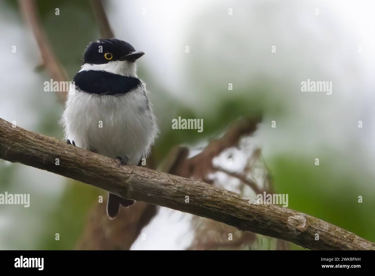 Fernando po puff back flycatchers hi-res stock photography and images ...