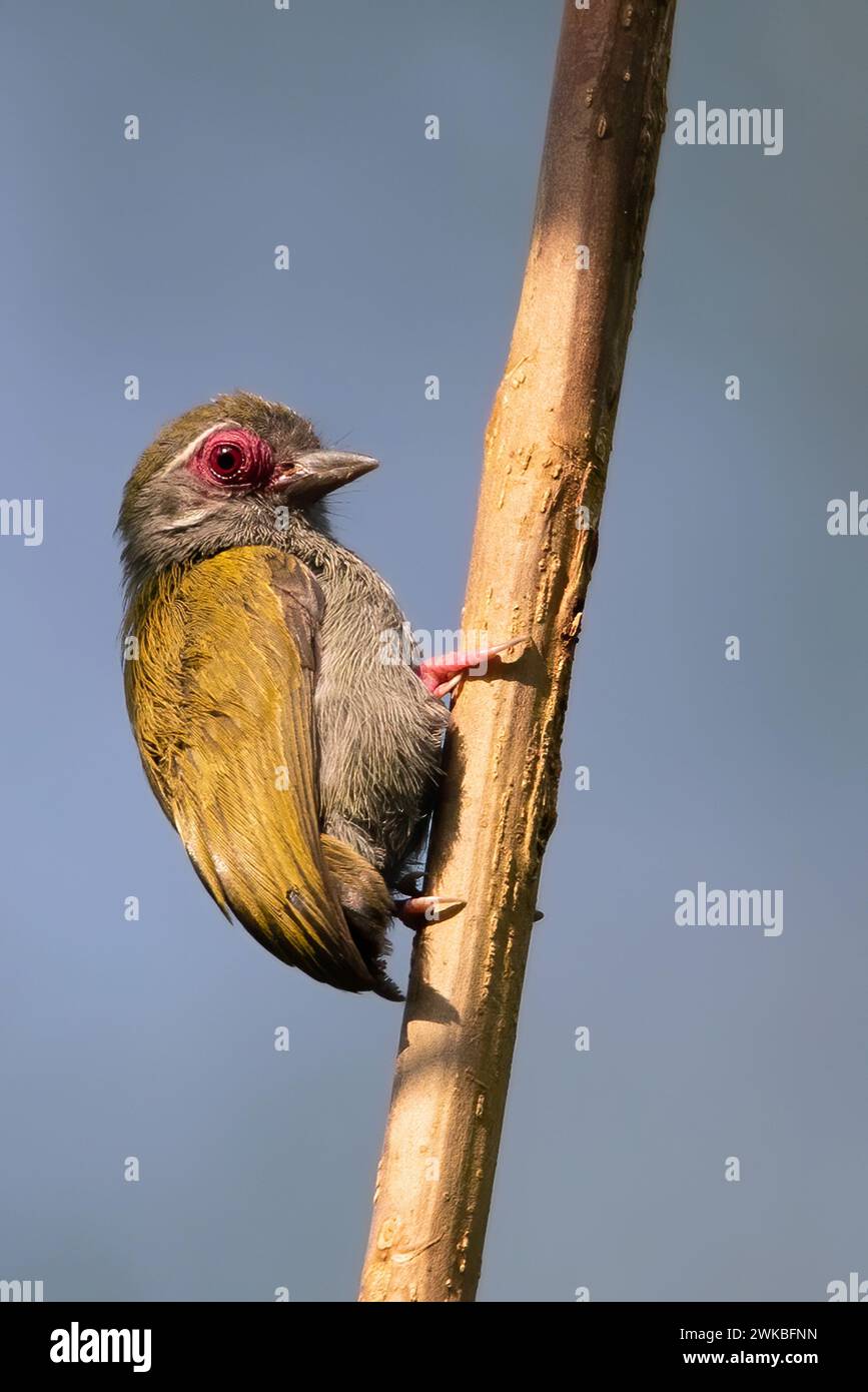 African piculet (Sasia africana), perched on a branch in a rainforest ...