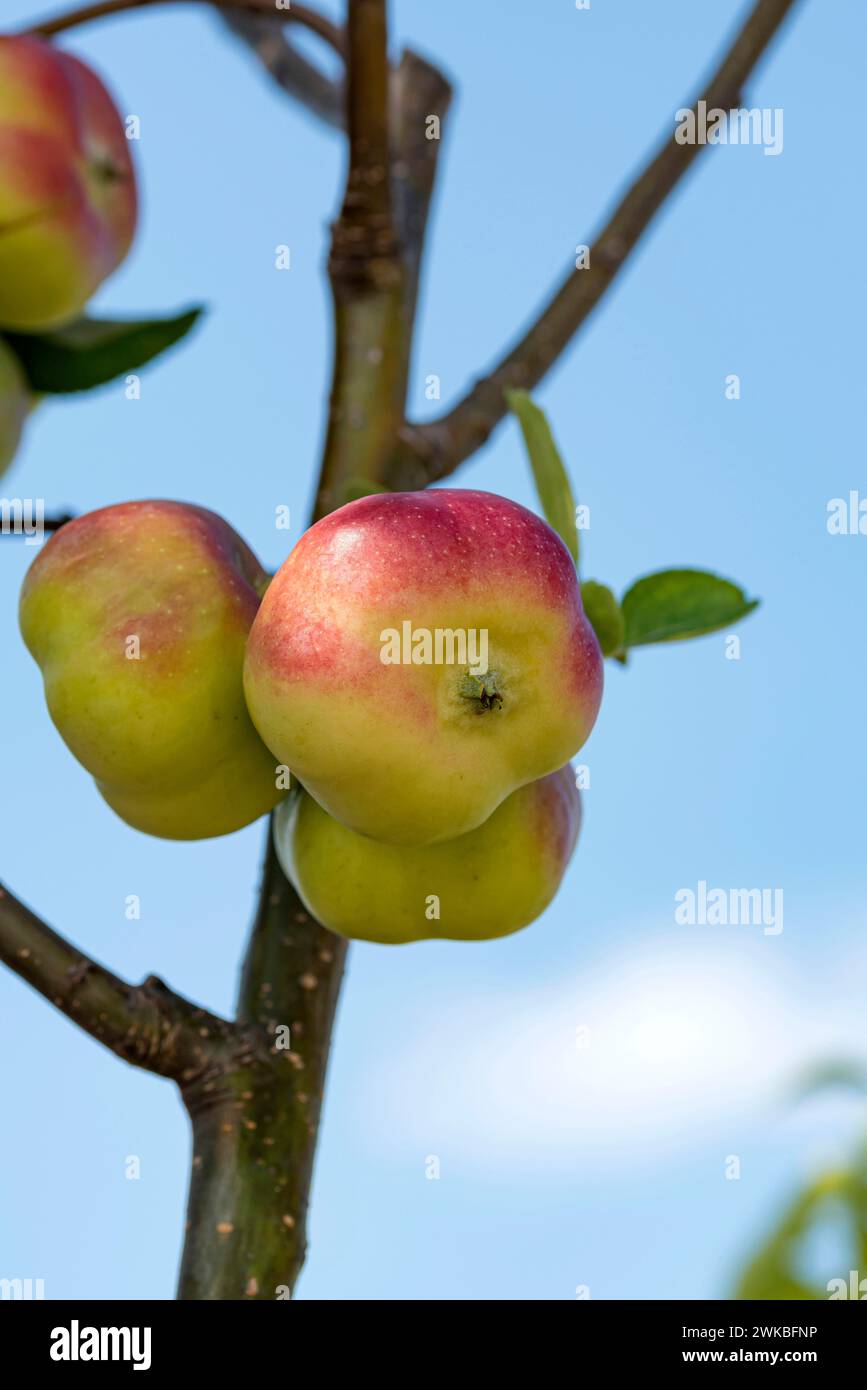 Api apple tree hi-res stock photography and images - Alamy